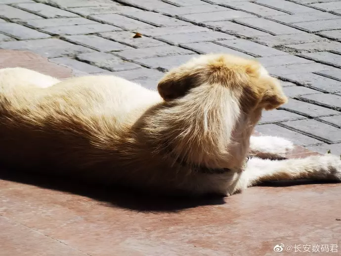 Het netwerk toonde de eerste foto's met Huawei P40. Nieuwe leider op de foto? 3438_3