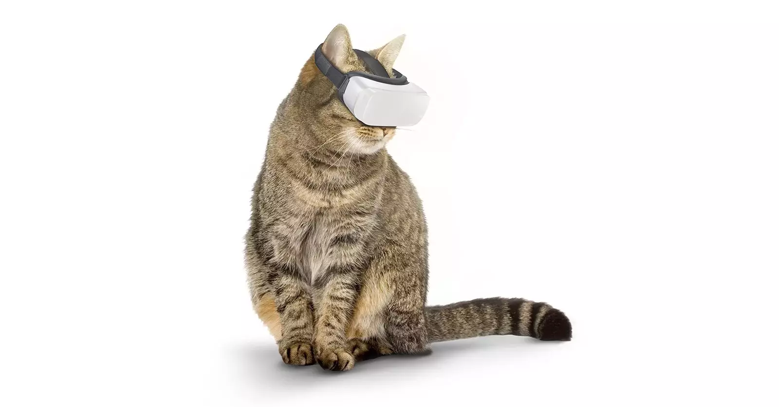 Ang mga tao ay gumawa ng isang VR-helmet para sa mga pusa. Para saan? 7211_0