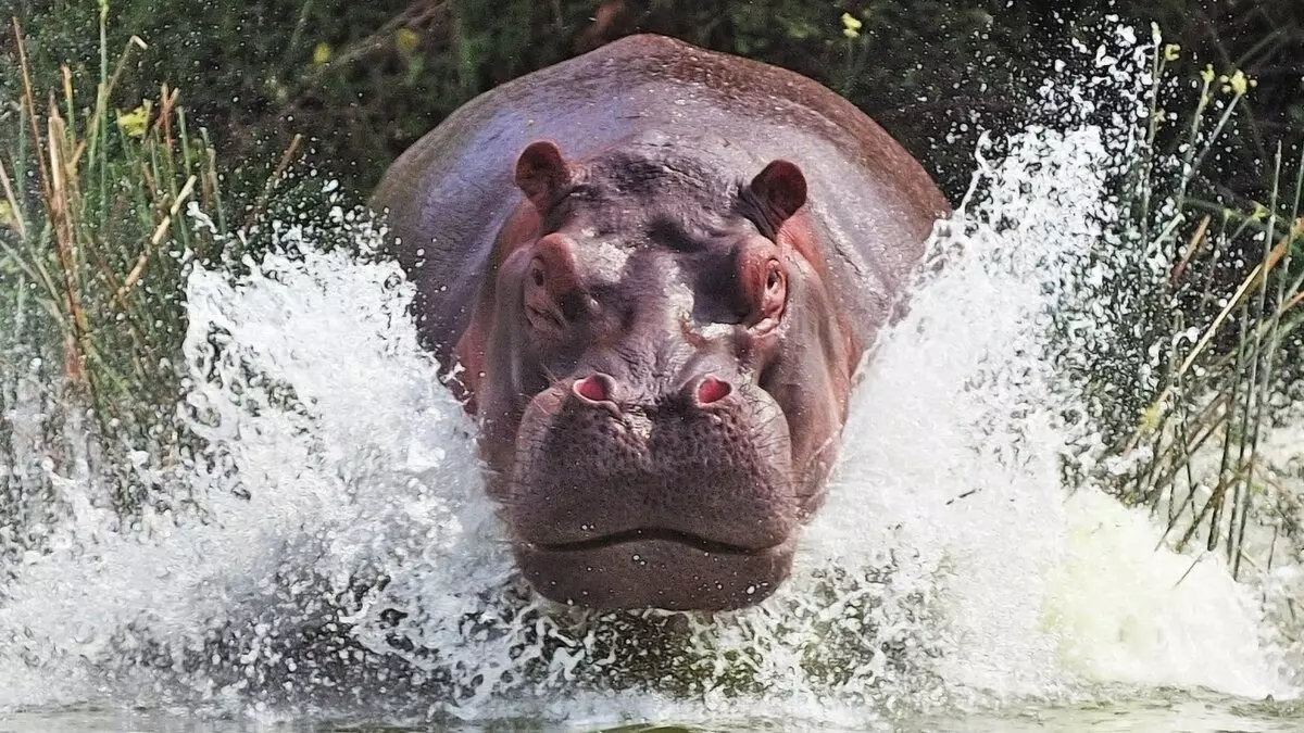 Drama: timsoh antilopani yutib yuborishga harakat qildi, ammo uning o'zi deyarli hipposdan vafot etdi 8426_0